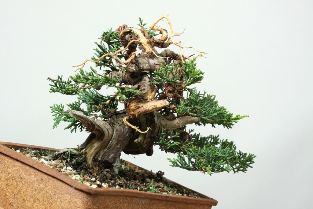 Bonsaify | Yamadori-Style Kishu Bonsai Case Study