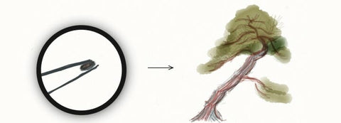 Bonsaify | Creating a Slanted Black Pine Bonsai from Seed