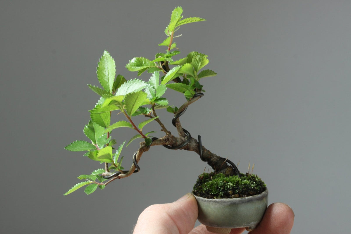 Chinese Bonsai Chinese Juniper 'Kishu' | Pre Bonsai | Outdoor Bonsai