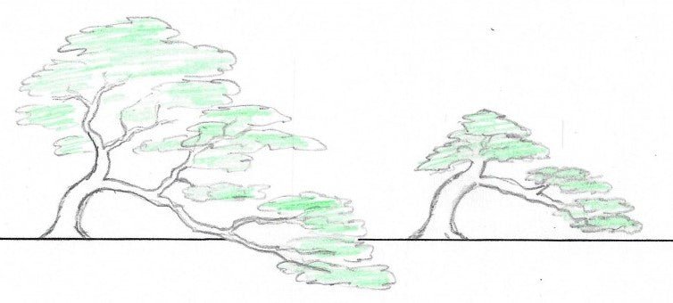 Bonsaify | Understanding Proportion for Bonsai Development