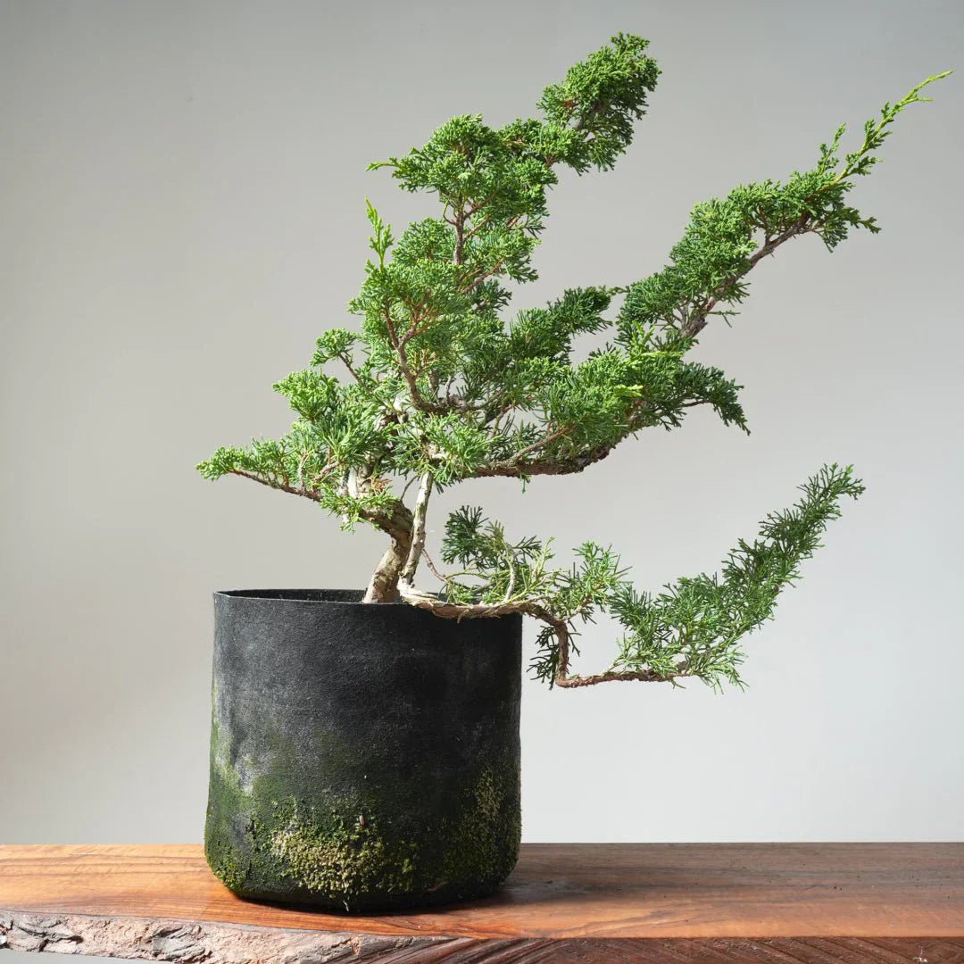 Soft Potted Trees – Bonsaify