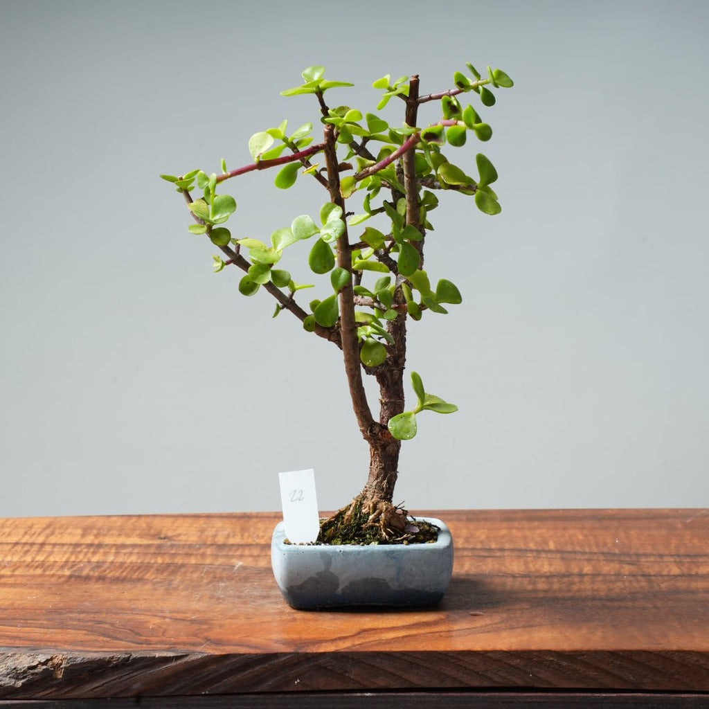 Bonsaify | Dwarf Jade Bonsai #22