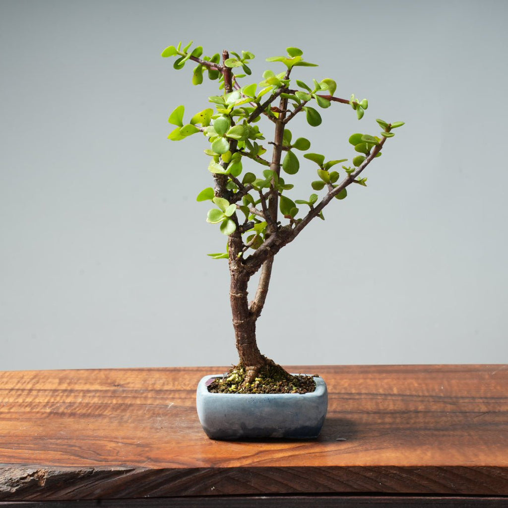 Bonsaify | Dwarf Jade Bonsai #22