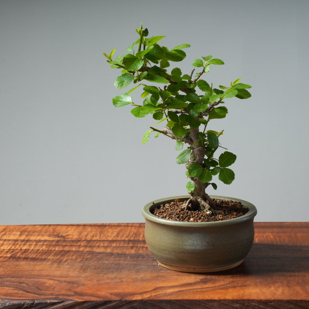 Bonsaify | Lavender Star Flower Bonsai #249