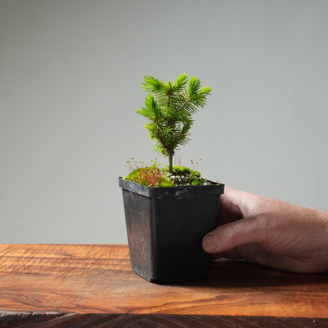 Bonsaify | Mini Spruce Bonsai Starter #215