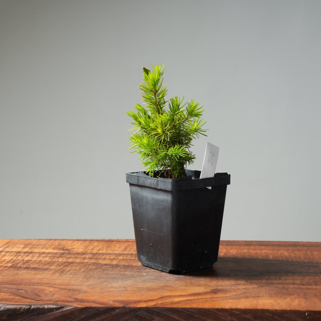 Bonsaify | Mini Spruce Bonsai Starter #222