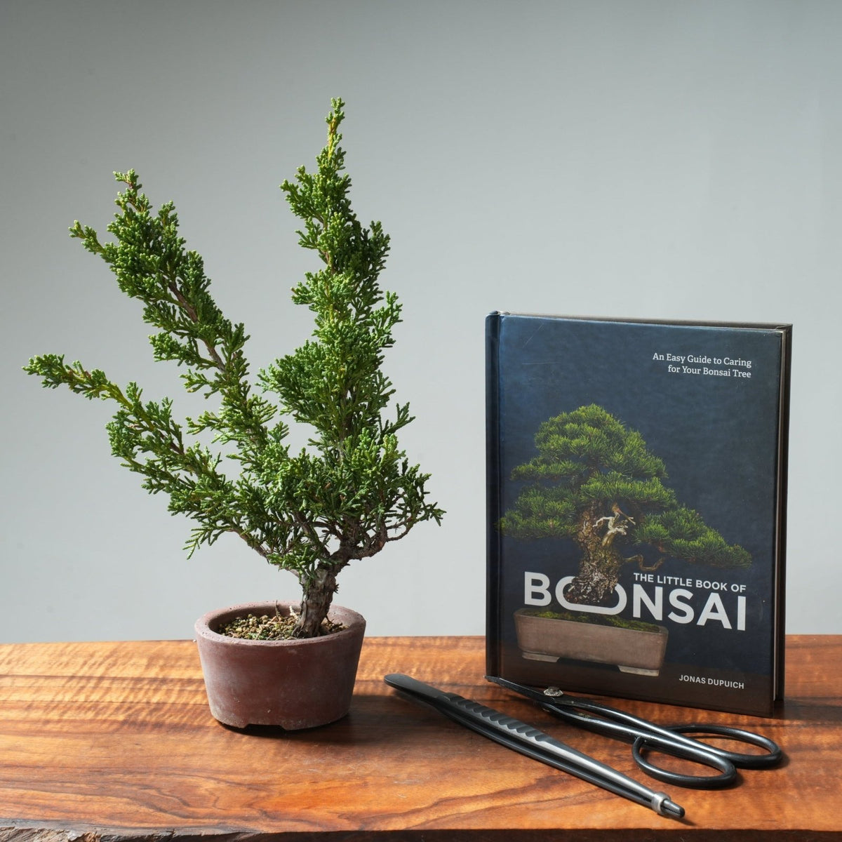 Bonsaify | Basic Outdoor Bonsai Gift Bundle