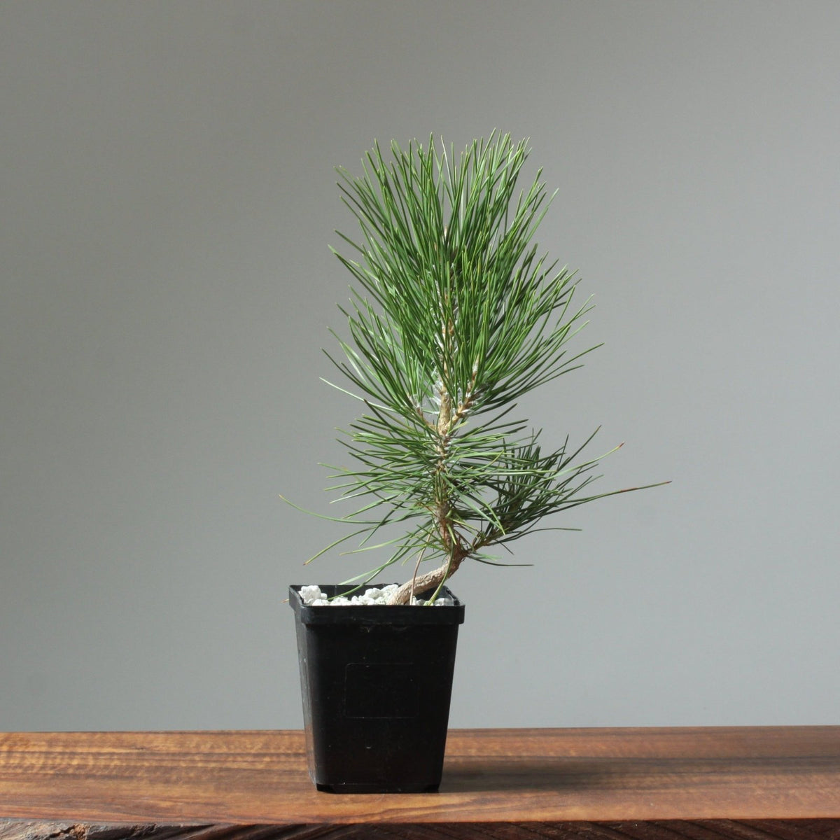 Japanese Black Pine Bonsai
